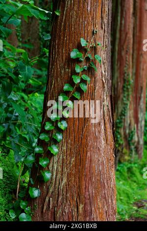 The forest of Grena, Sao Miguel island, Azores Stock Photo - Alamy