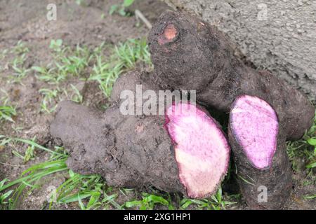 Purple yam (Dioscorea alata Stock Photo - Alamy