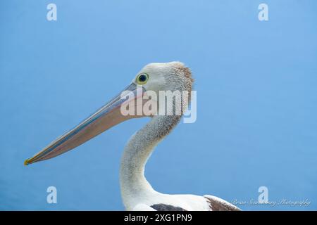 Walk and cycleway through Matua Salt Marsh Tauranga New Zealand Stock ...