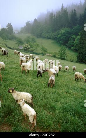 Sheep (Latxa breed). Guipúzcoa. Spain Stock Photo - Alamy