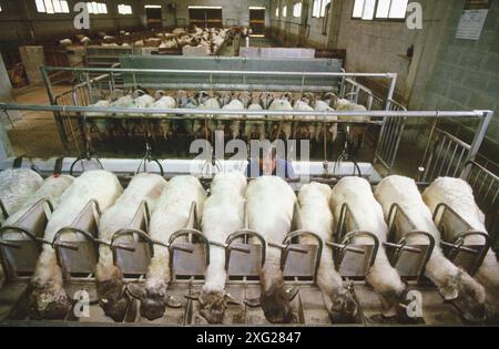 Sheep (Latxa breed). Legazpi. Guipúzcoa. Spain Stock Photo - Alamy