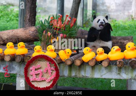 Giant panda Mang Cancan celebrates its second birthday in Chongqing ...