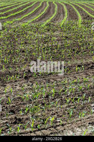 Corn young field. Seedlings planted in a row Stock Photo - Alamy