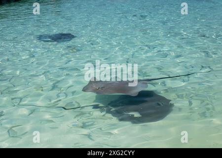 Pink whipray (Pateobatis fai) swimming in shallow waters in Maldives ...
