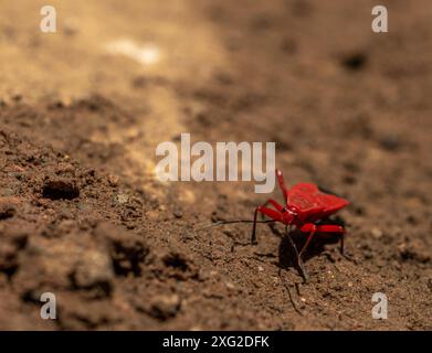 shield bug, wat krang campsite Stock Photo - Alamy