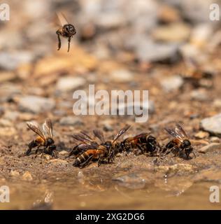 Apis dorsata giant honey bee nest in the Perdana Botanical Gardens Lake ...