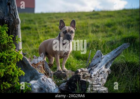 french bulldog on the lookout among scrap and broken branches of dry ...