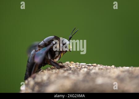 Hymenoptera, broad body carpenter bee Stock Photo - Alamy