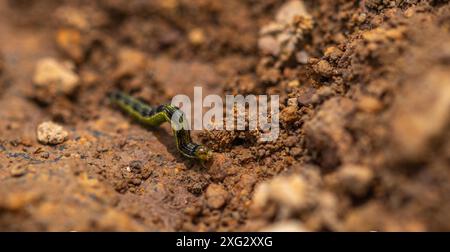 looper moth larvae,Khun Dan Dam Stock Photo - Alamy