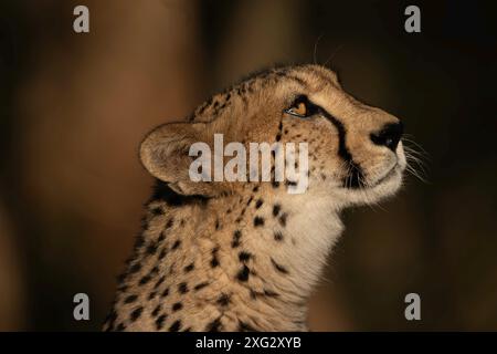 Cheetah in late evening sun in South Africa Stock Photo - Alamy