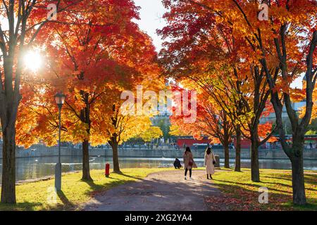People are enjoying the red maples in Old Port of Montreal in autumn ...