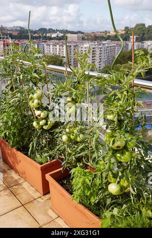 Urban garden. Tomato and pepper plants. Terrace housing. Donostia. San ...