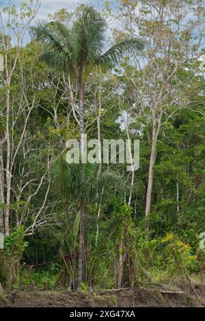Majestic tree thriving in the heart of the Amazon rainforest ...