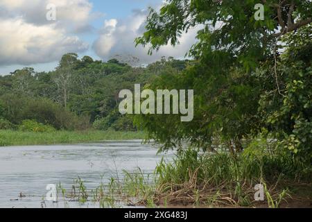 Majestic tree thriving in the heart of the Amazon rainforest ...