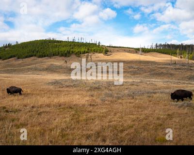 Bison are massive, incredibly powerful bovines that were nearly forced ...