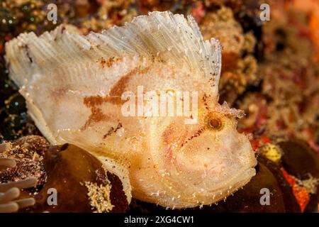 Mozambique, Maputo, Ponta do Ouro, Leaf Fish, Leaf Scorpionfish ...