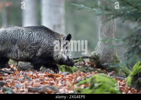 Wildschwein Schwarzwild Wildschweine im Herbst *** Wild boar Wild boar ...