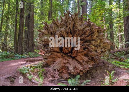 The Founders Grove. Humboldt Redwoods State Park, Northern California ...