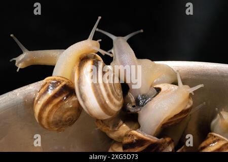 Snails in the cooking process escaping from the pan Stock Photo - Alamy