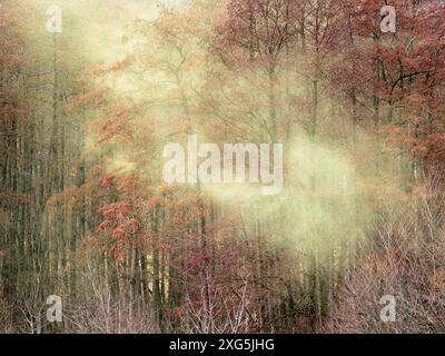 Bloom at a tree hazel forest massive pollen spread by the wind causing ...
