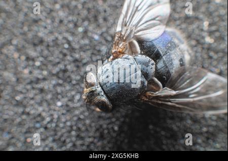 Extremely close-up of a dead fly covered with dust particles. Shallow ...