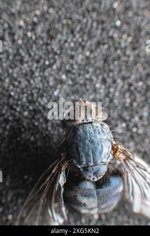 Extremely close-up of a dead fly covered with dust particles. Shallow ...