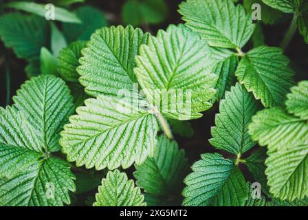 Fresh green leaves of musk strawberry in spring garden Stock Photo - Alamy