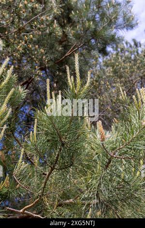 pine tree during flowering in spring, pine details during flowering in ...