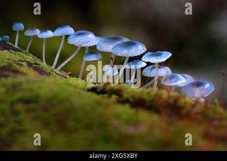 Macro image of Mycena interrupta Pixie's parasol fungi on forest floor ...