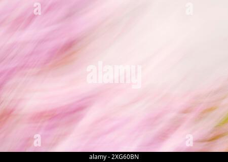 Soft blurred rose and green colored background, spring and summer ...