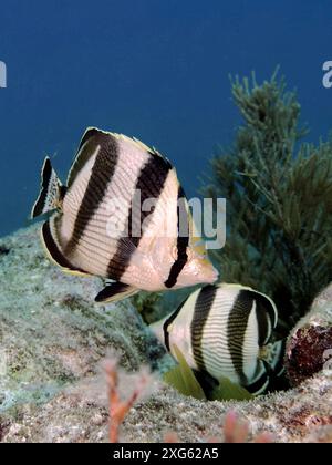 Underwater photo of two specimens of reef manta rays (Mobula alfredi ...
