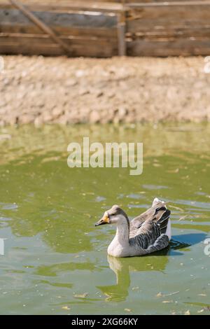 A gray goose swims on a pond in a village Stock Photo - Alamy