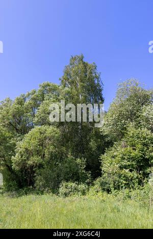 An Oak tree, swaying in the wind Stock Photo - Alamy