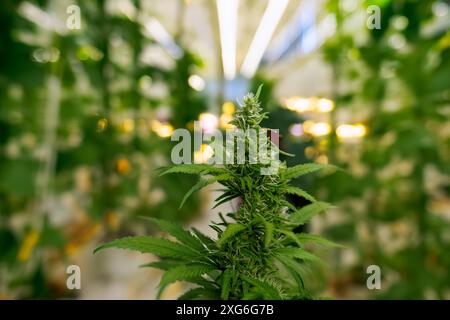 Marijuana CBD hemp plants field. A lot of hemp growing on a hemp farm ...