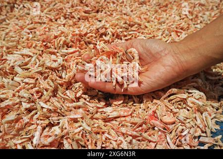 Sun Dried Shrimps in Process at Bang Chan Fishing Village in ...