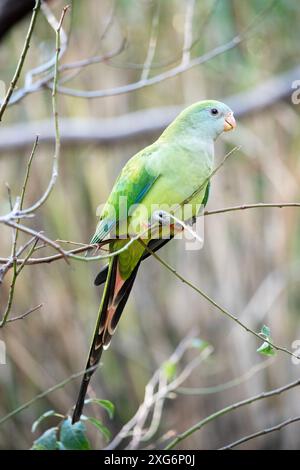 the female superb parrot has a green body and an orange beak Stock ...