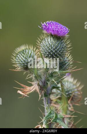 Bull Thistle (Cirsium vulgare), Plantae, Gladstone, MI, US Stock Photo ...