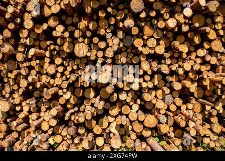 Hard and soft mix chopped wood. Background of dry firewood Stock Photo ...