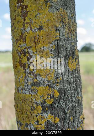 Tree bark lichen is a symbiosis of an algae or cyanobacteria living ...