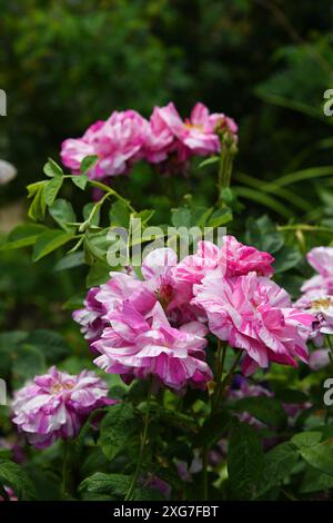 A cottage garden at the height of summer with two full borders and a ...