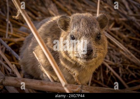 The rock hyrax, a Middle Eastern rodent, in the dry bushes of Israeli ...