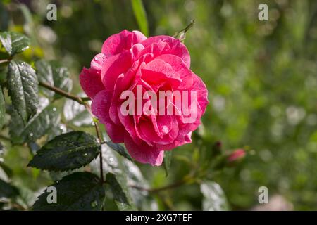 Rosa camelot - A pink climbing rose in full bloom Stock Photo - Alamy