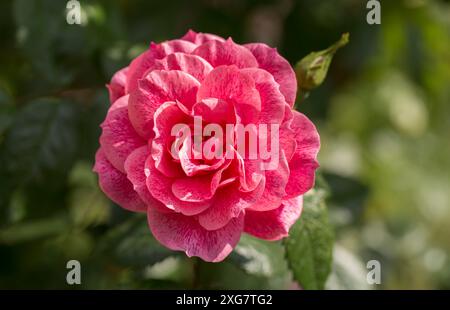 Rosa camelot - A pink climbing rose in full bloom Stock Photo - Alamy