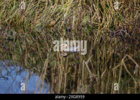 Silver Teal (Spatula versicolor Stock Photo - Alamy
