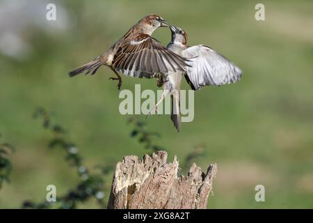 Two house sparrows fighting in flight Stock Photo - Alamy