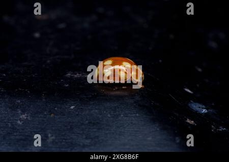 Little Arboreal Lady Beetle (Calvia decemguttata Stock Photo - Alamy
