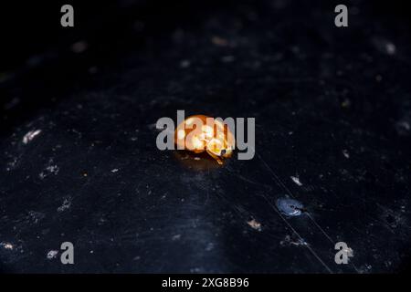 Calvia decemguttata Genus Calvia Family Coccinellidae Little Arboreal ...