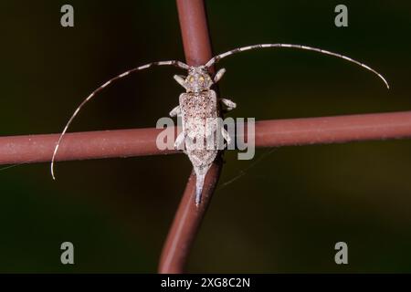 Acanthocinus aedilis Family Cerambycidae Genus Acanthocinus Timberman ...