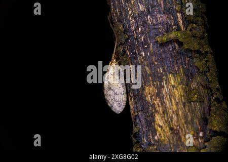 Hemerobius humulinus Family Hemerobiidae Genus Hemerobius Humulin brown ...