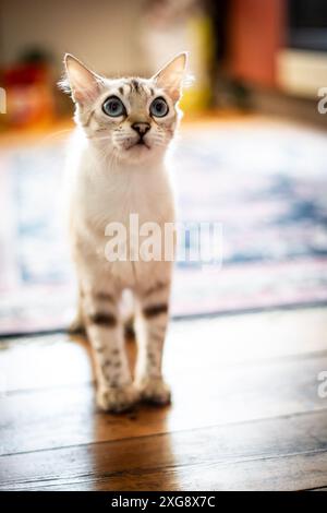 Cashmere Bengal cat Stock Photo - Alamy